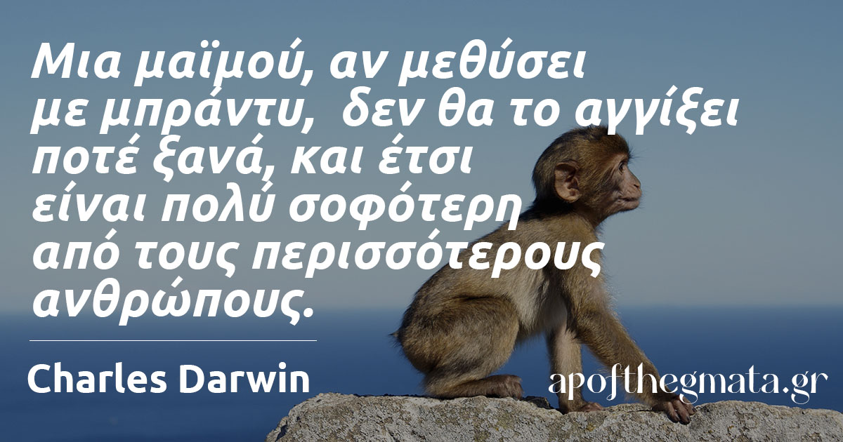 "Μια μαϊμού, αν μεθύσει με μπράντυ, δεν θα το αγγίξει ποτέ ξανά, και ...